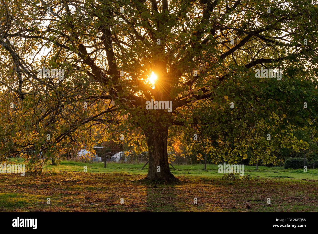 Sun light passing through leaves hi-res stock photography and images ...