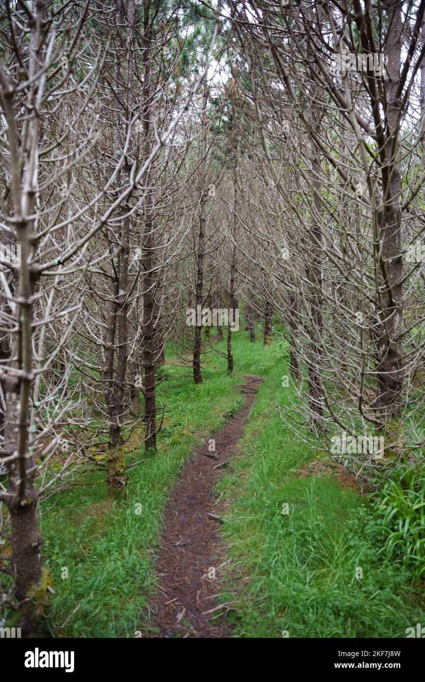 A vertical shot of a secret path in the middle of trees in a forest ...