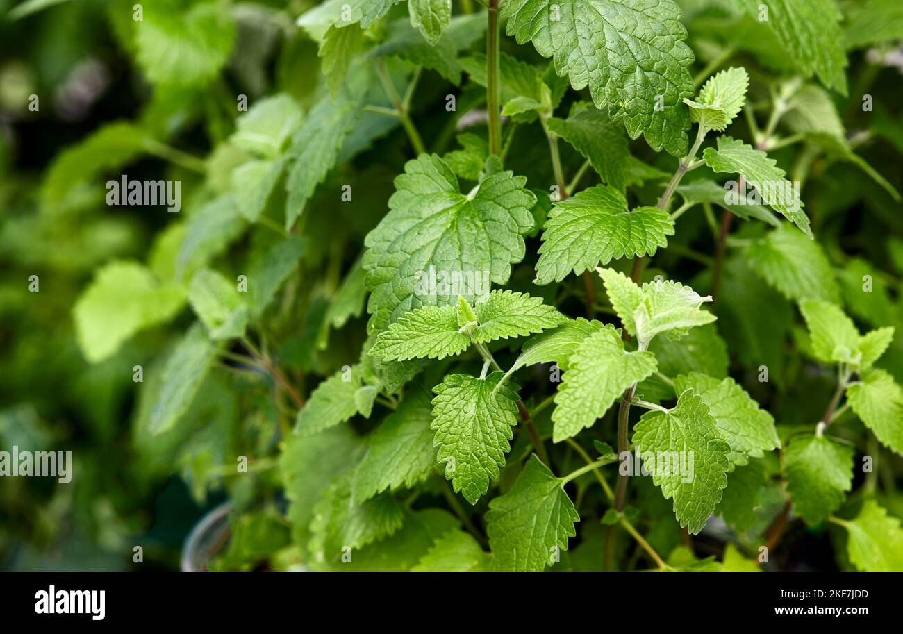 Catnip tea hi-res stock photography and images - Alamy