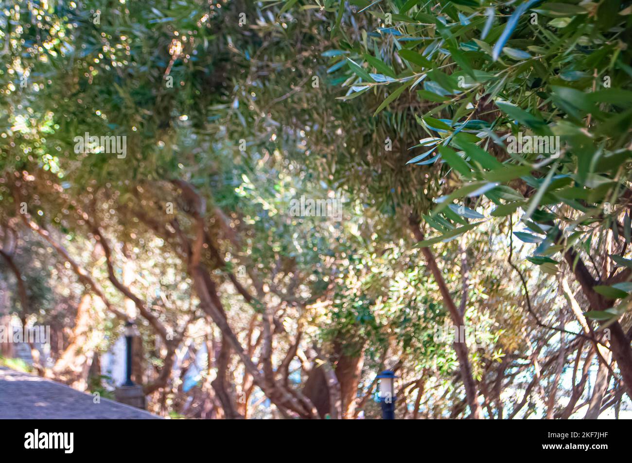 Olive grove. Close up of olive trees branches in an olive grove Stock ...