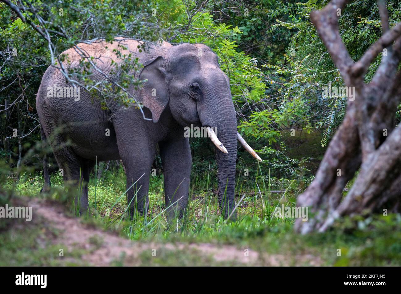 Asian tusker elephant or elephas maximus in wild jungle Stock Photo - Alamy