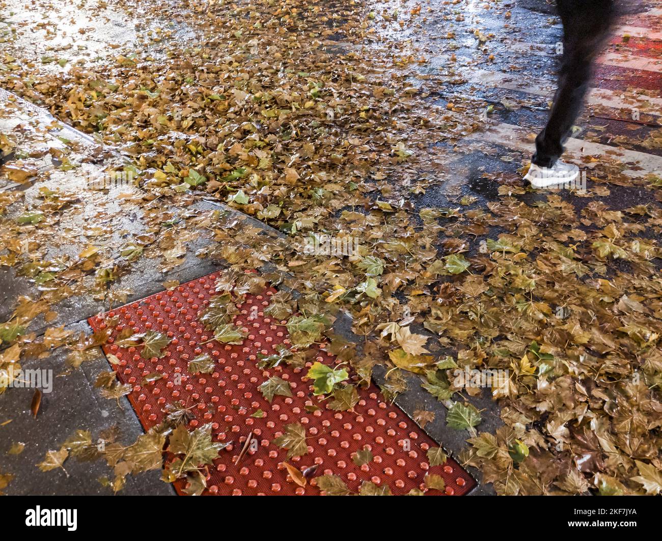 Autumn leaves litter the streets after the remains of Hurricane Nicole ...