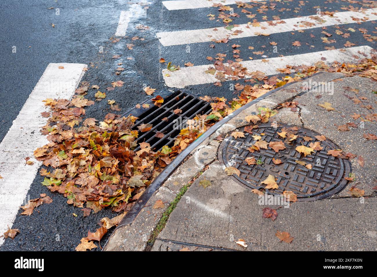 Autumn leaves litter the streets after the remains of Hurricane Nicole ...