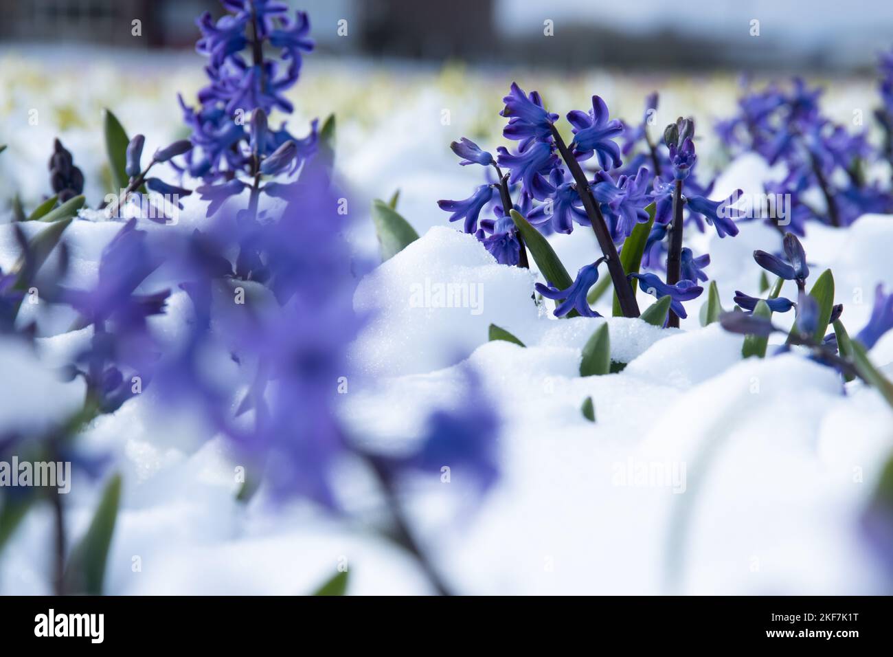 Purple flowers in the snow in Noordwijk aan Zee Stock Photo - Alamy