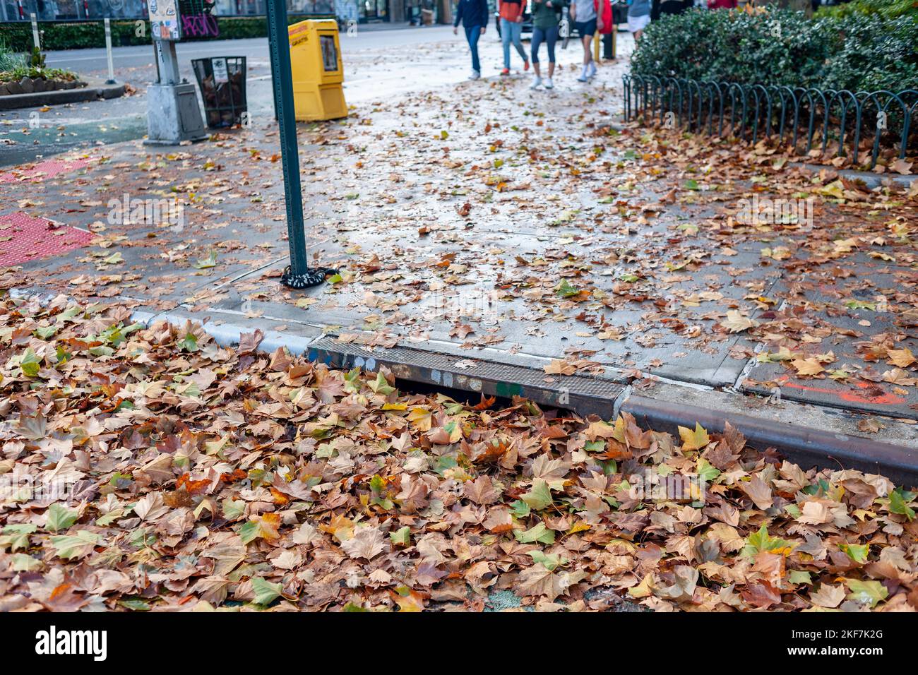 Autumn leaves litter the streets after the remains of Hurricane Nicole ...