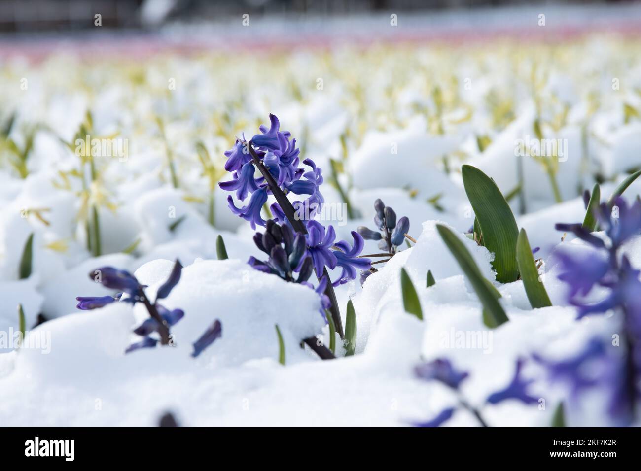 Purple flowers in the snow in Noordwijk aan Zee Stock Photo - Alamy