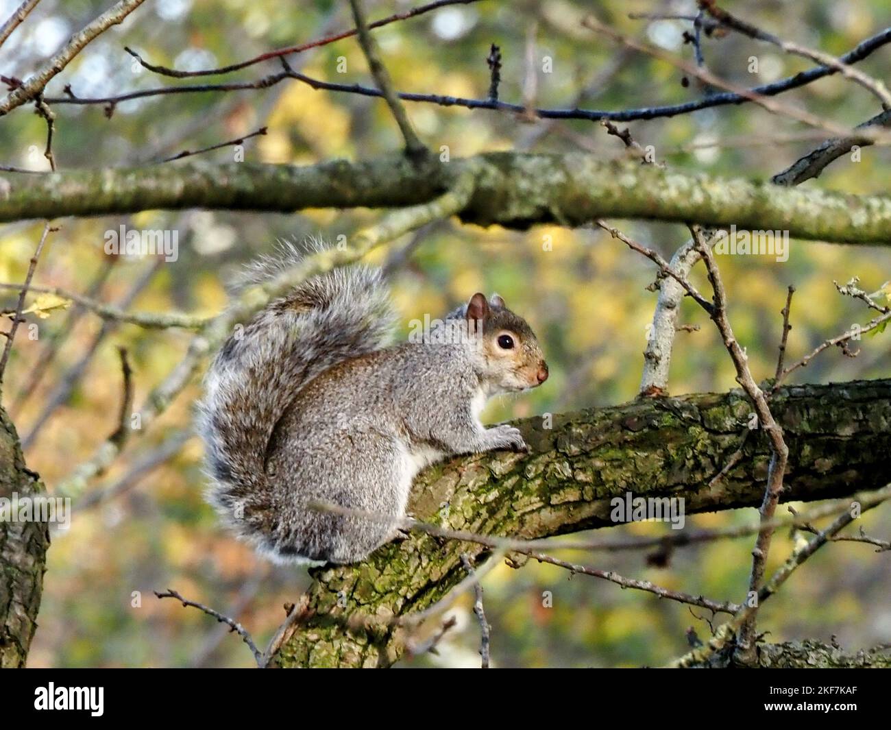 Grey squirrel tree hi-res stock photography and images - Alamy
