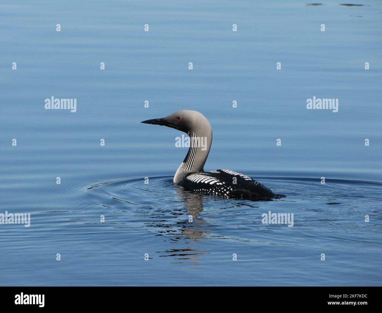 A black-throated loon swimming in freshwater lake Stock Photo - Alamy