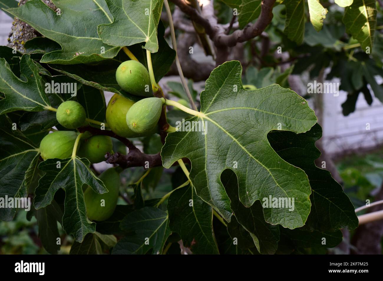 Fig plant hi-res stock photography and images - Alamy