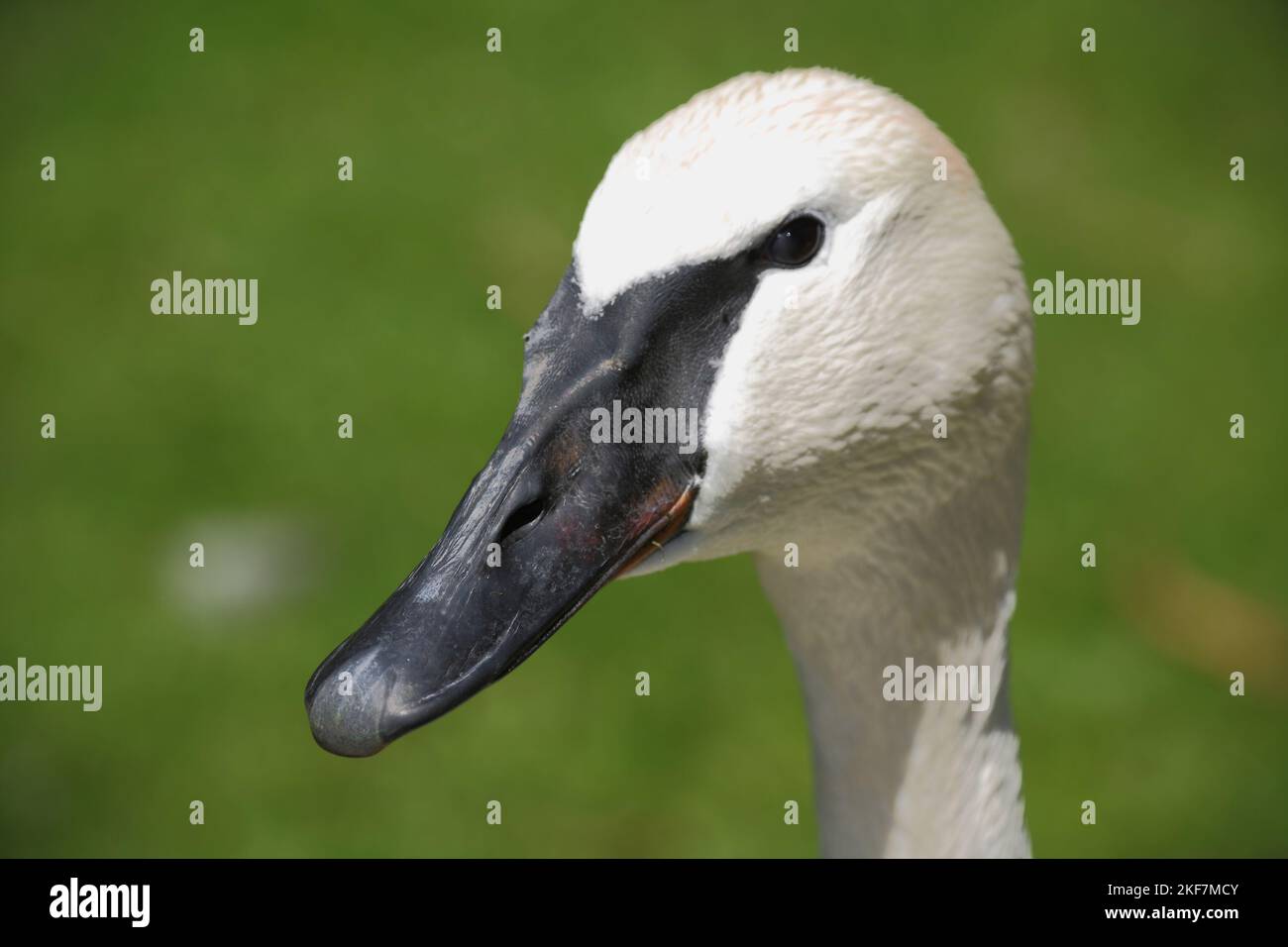 Höckerschwan / Mute swan / Cygnus olor Stock Photo - Alamy