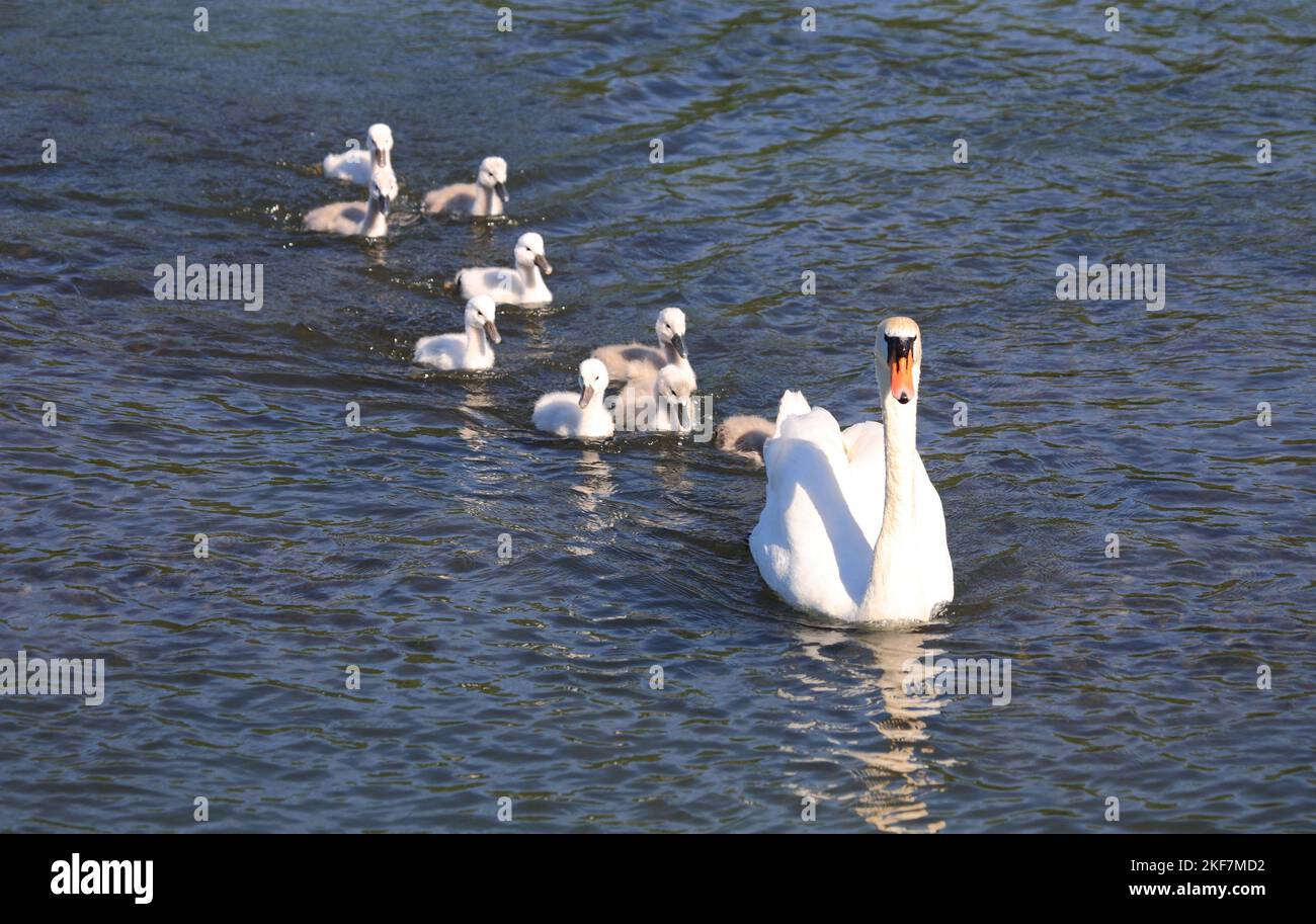 Höckerschwan / Mute swan / Cygnus olor Stock Photo - Alamy