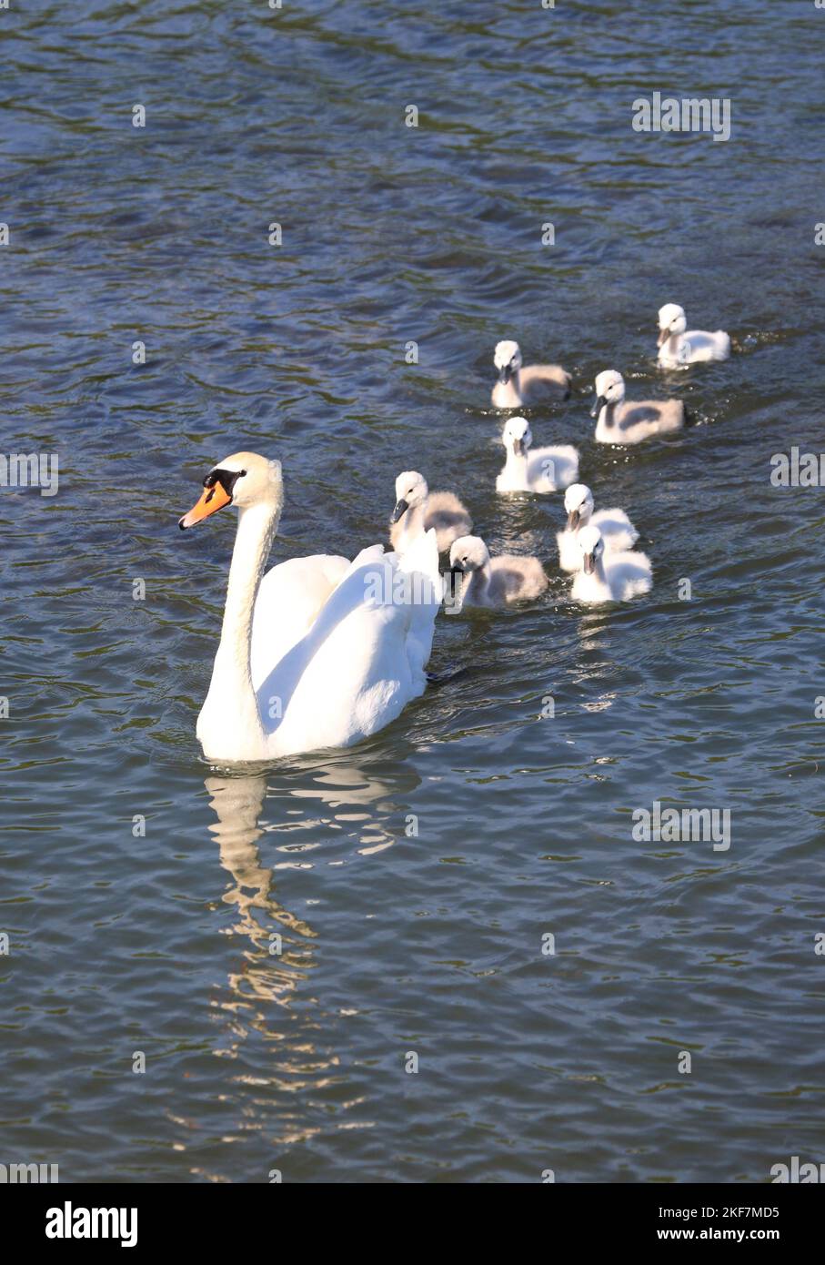 Höckerschwan / Mute swan / Cygnus olor Stock Photo - Alamy