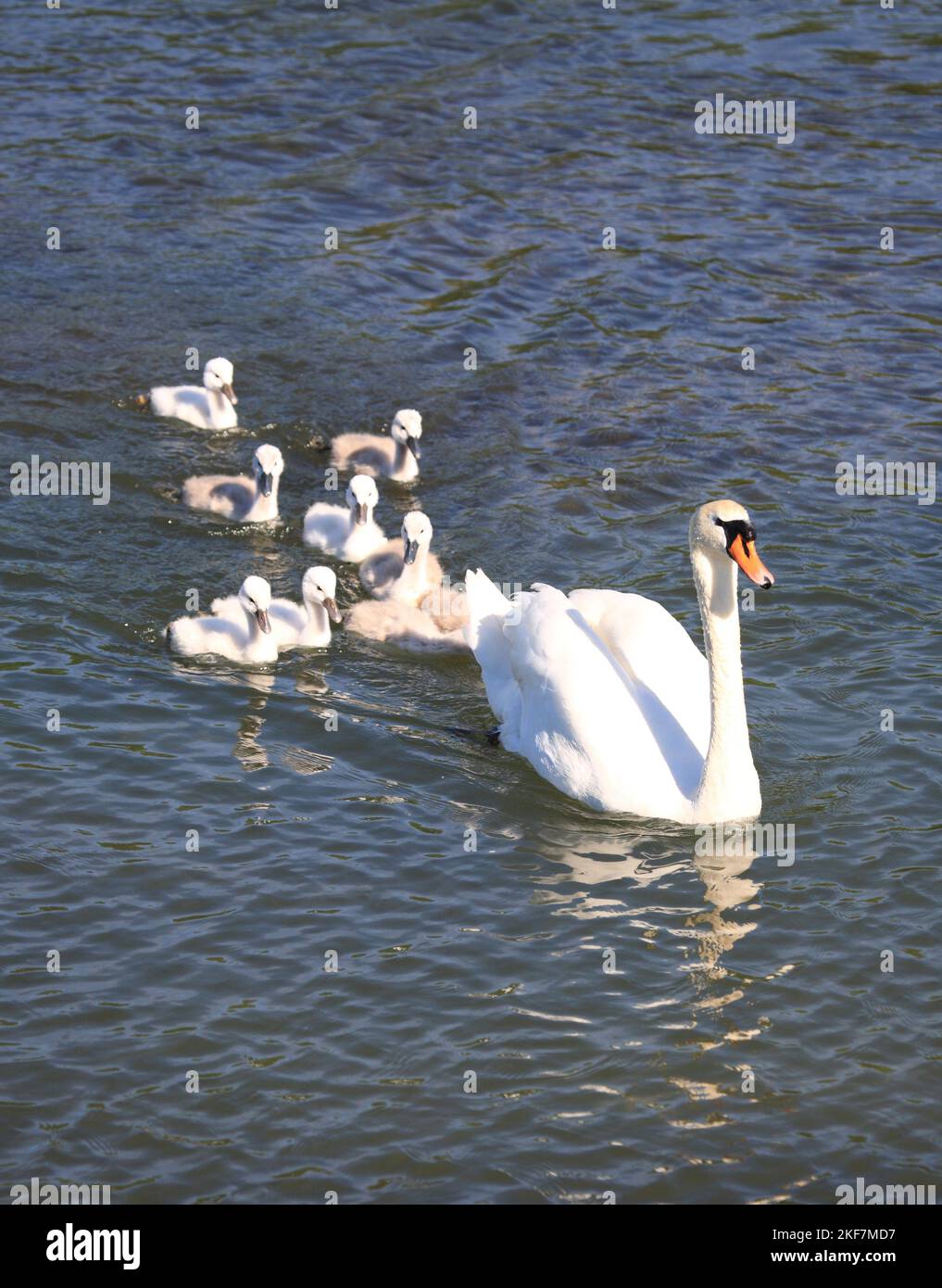 Höckerschwan / Mute swan / Cygnus olor Stock Photo - Alamy
