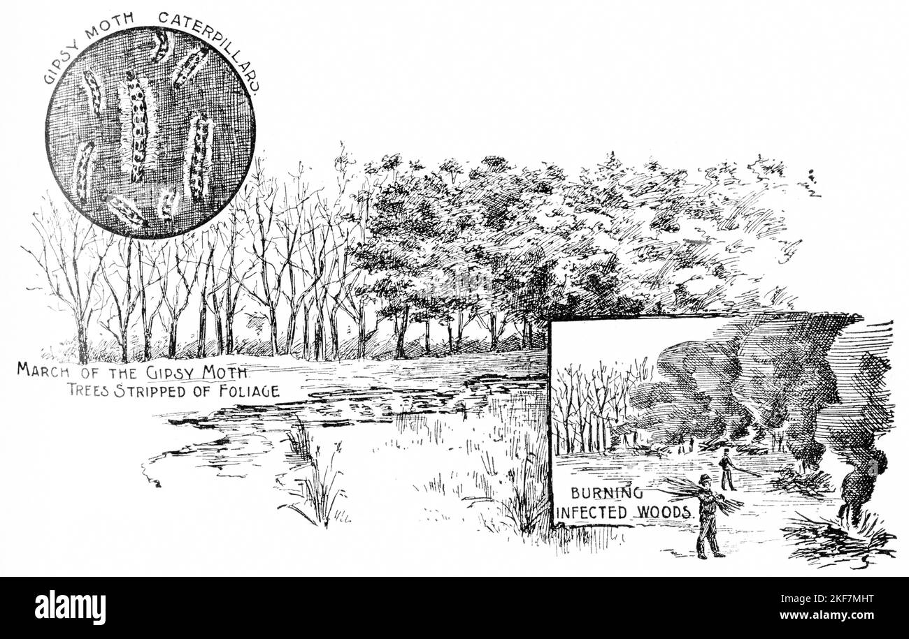 Infected wood Cut Out Stock Images & Pictures - Alamy