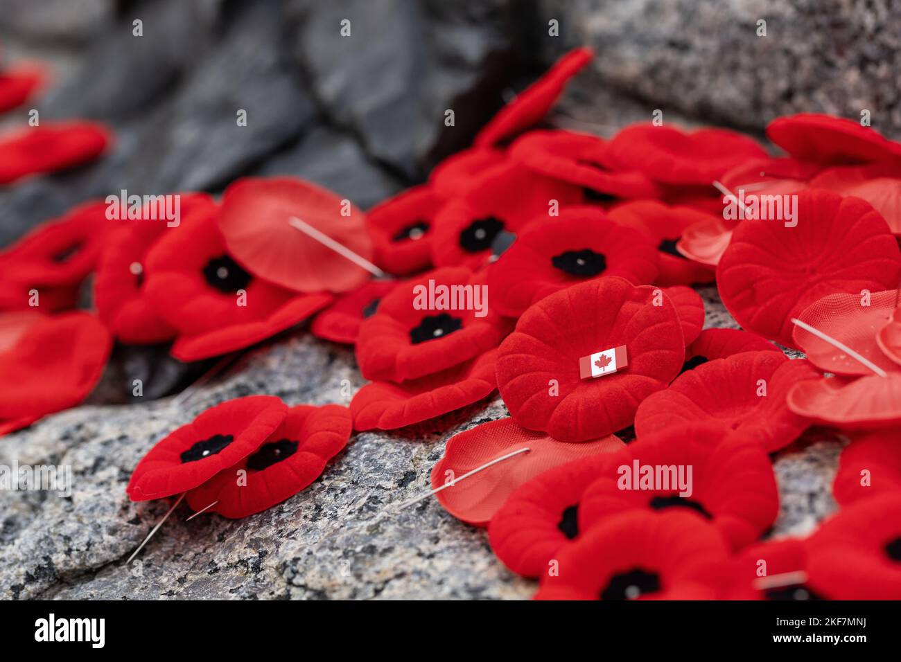 Remembrance Day red poppy flowers on Tomb of the Unknown Soldier in ...