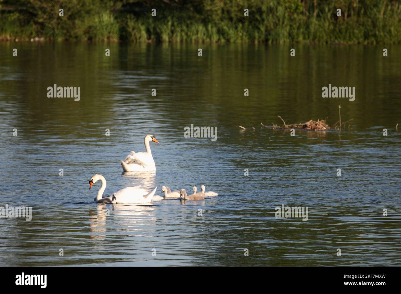 Höckerschwan / Mute swan / Cygnus olor Stock Photo - Alamy