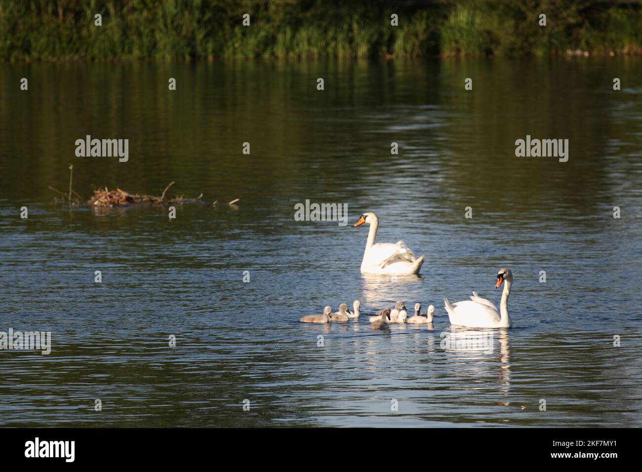 Höckerschwan / Mute swan / Cygnus olor Stock Photo - Alamy