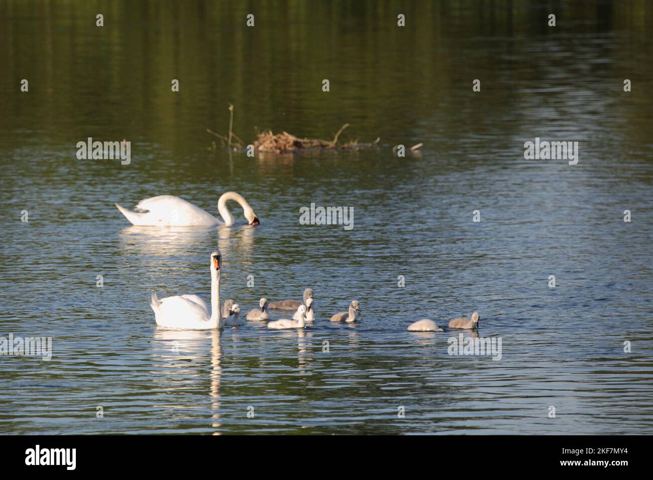 Höckerschwan / Mute swan / Cygnus olor Stock Photo - Alamy