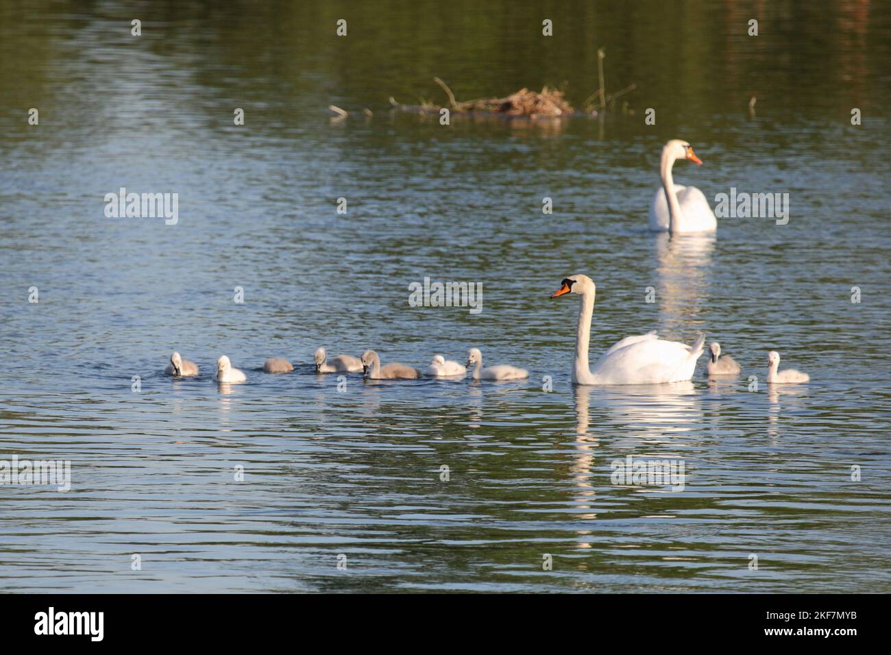 Höckerschwan / Mute swan / Cygnus olor Stock Photo - Alamy