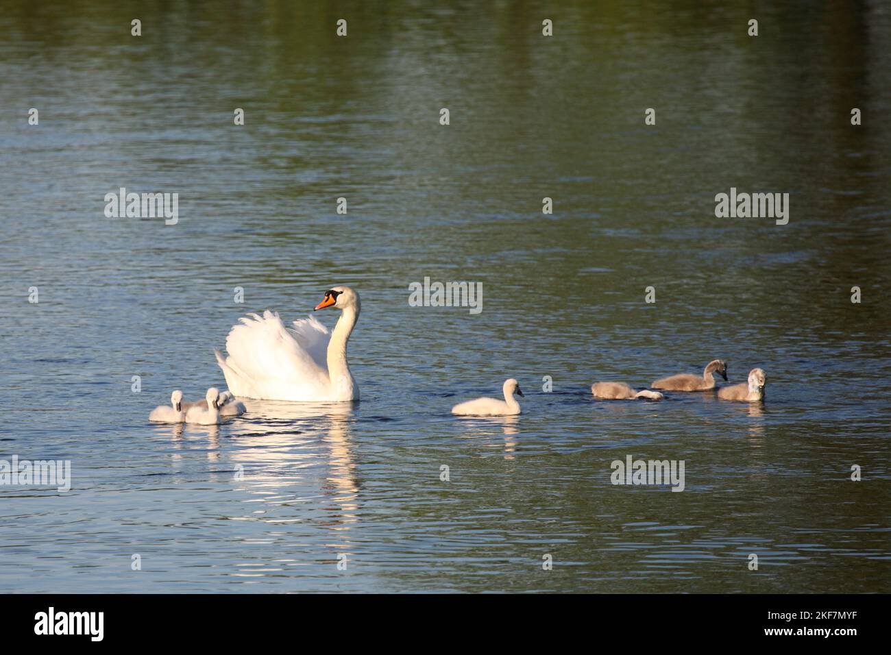 Höckerschwan / Mute swan / Cygnus olor Stock Photo - Alamy