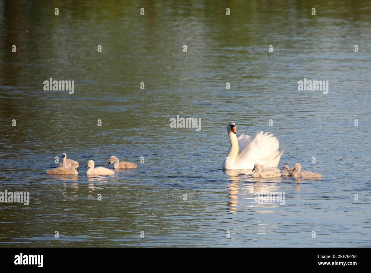 Höckerschwan / Mute swan / Cygnus olor Stock Photo - Alamy