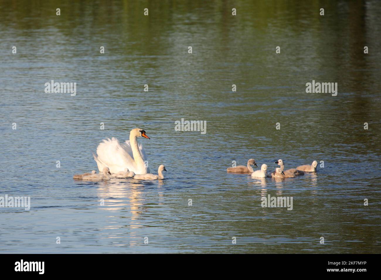 Höckerschwan / Mute swan / Cygnus olor Stock Photo - Alamy
