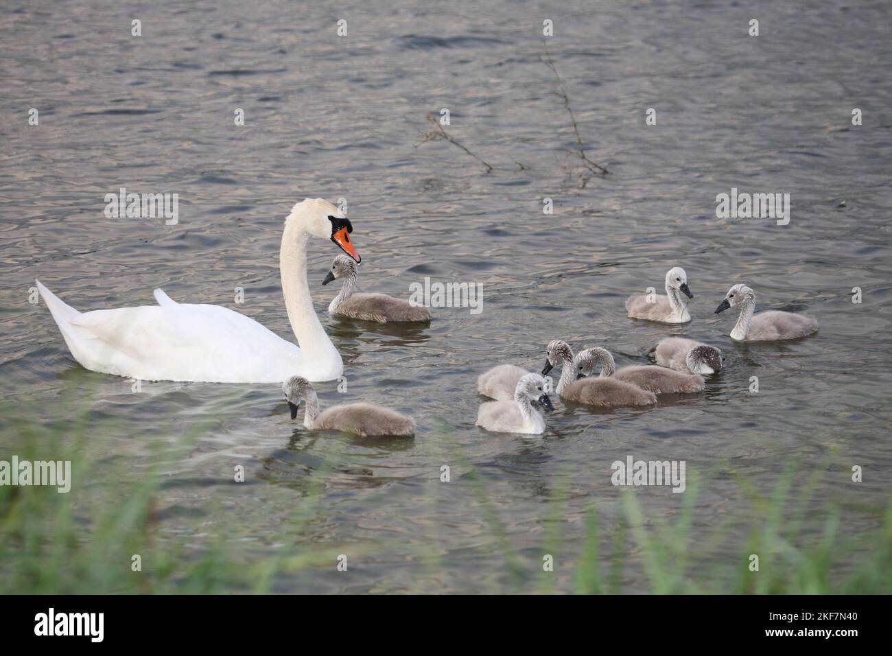 Höckerschwan / Mute swan / Cygnus olor Stock Photo - Alamy