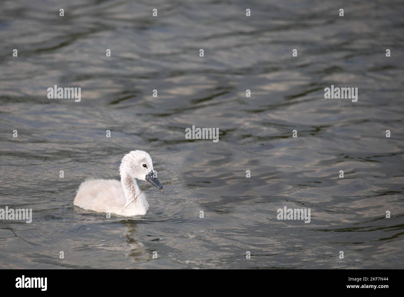 Höckerschwan / Mute swan / Cygnus olor Stock Photo - Alamy