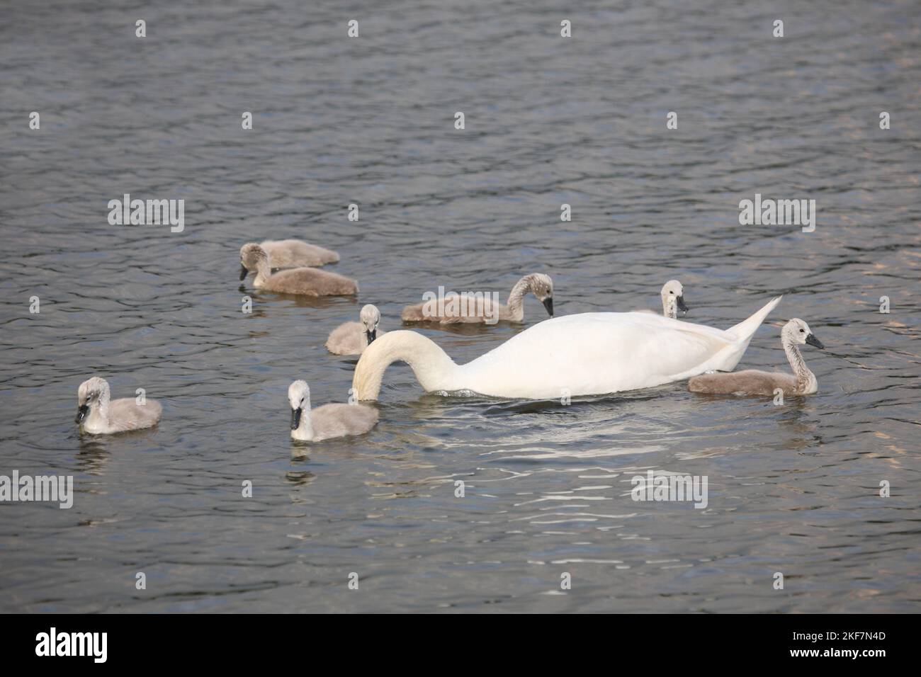 Höckerschwan / Mute swan / Cygnus olor Stock Photo - Alamy