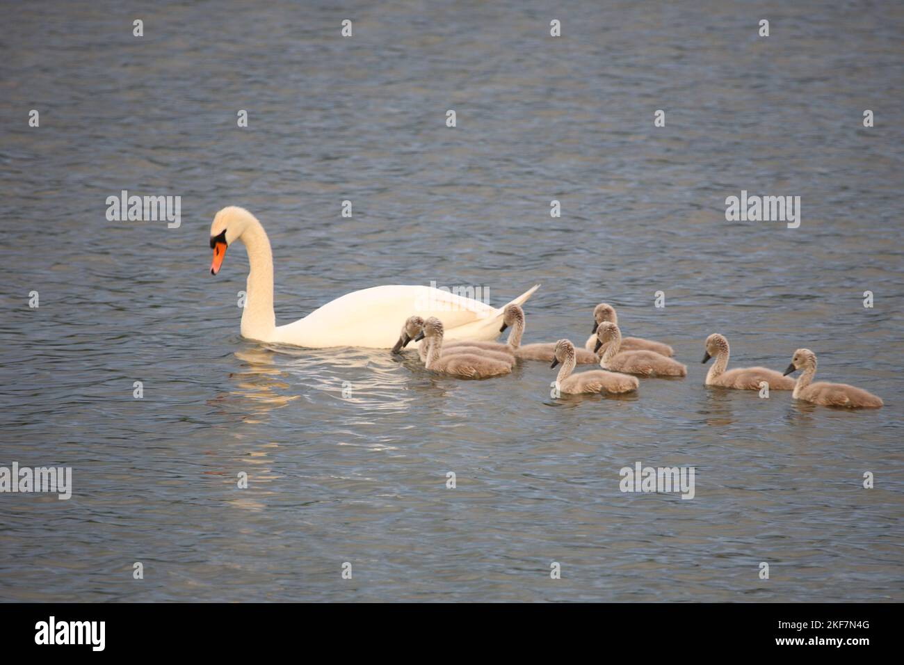 Höckerschwan / Mute swan / Cygnus olor Stock Photo - Alamy