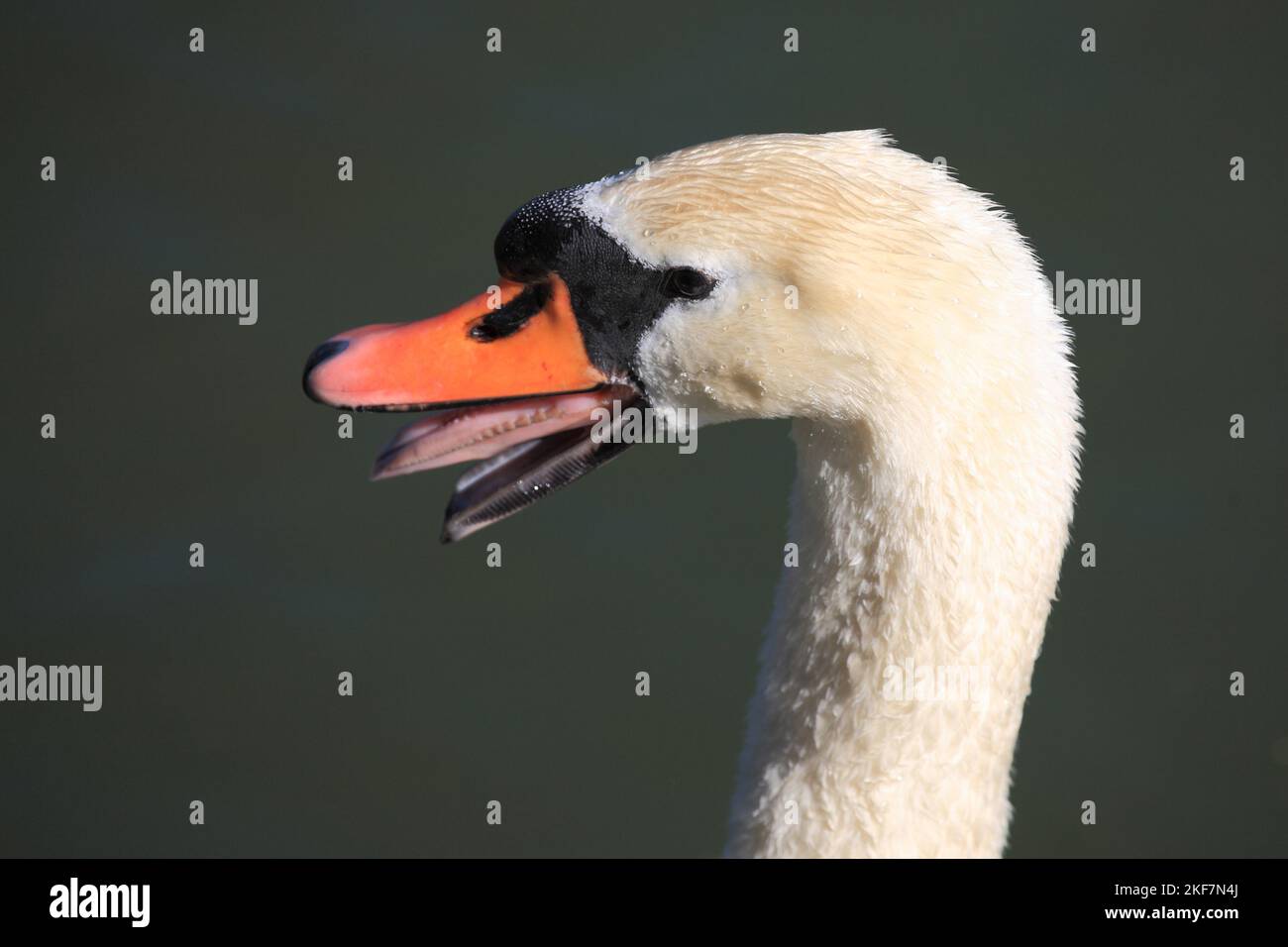 Höckerschwan / Mute swan / Cygnus olor Stock Photo - Alamy