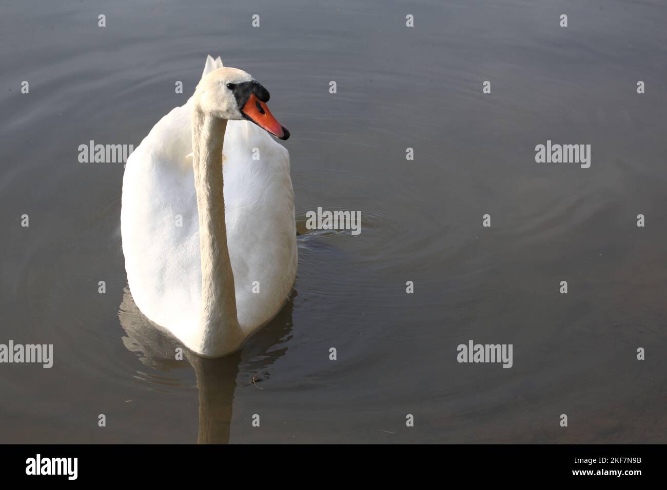 Höckerschwan / Mute swan / Cygnus olor Stock Photo - Alamy
