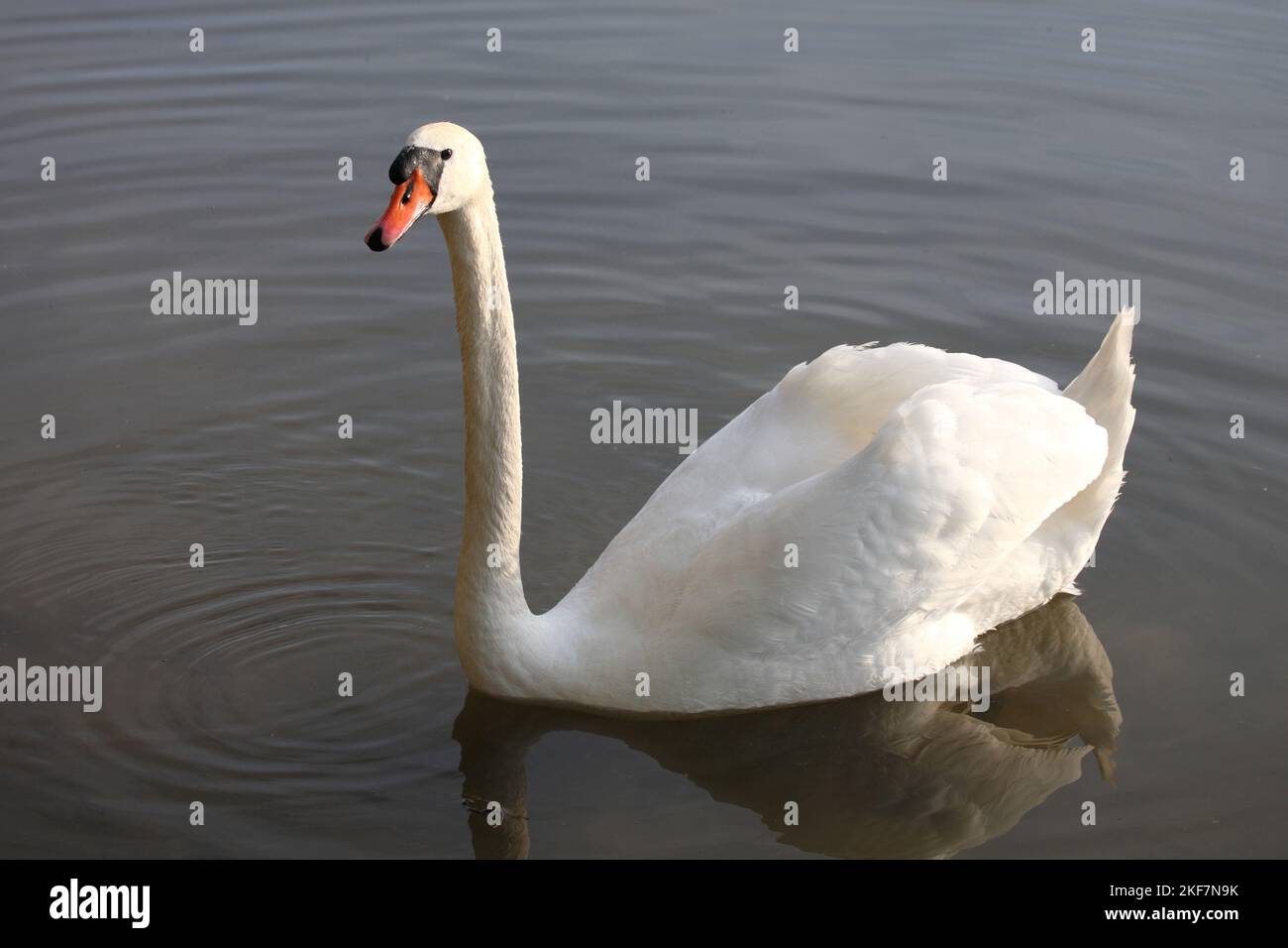 Höckerschwan / Mute swan / Cygnus olor Stock Photo - Alamy