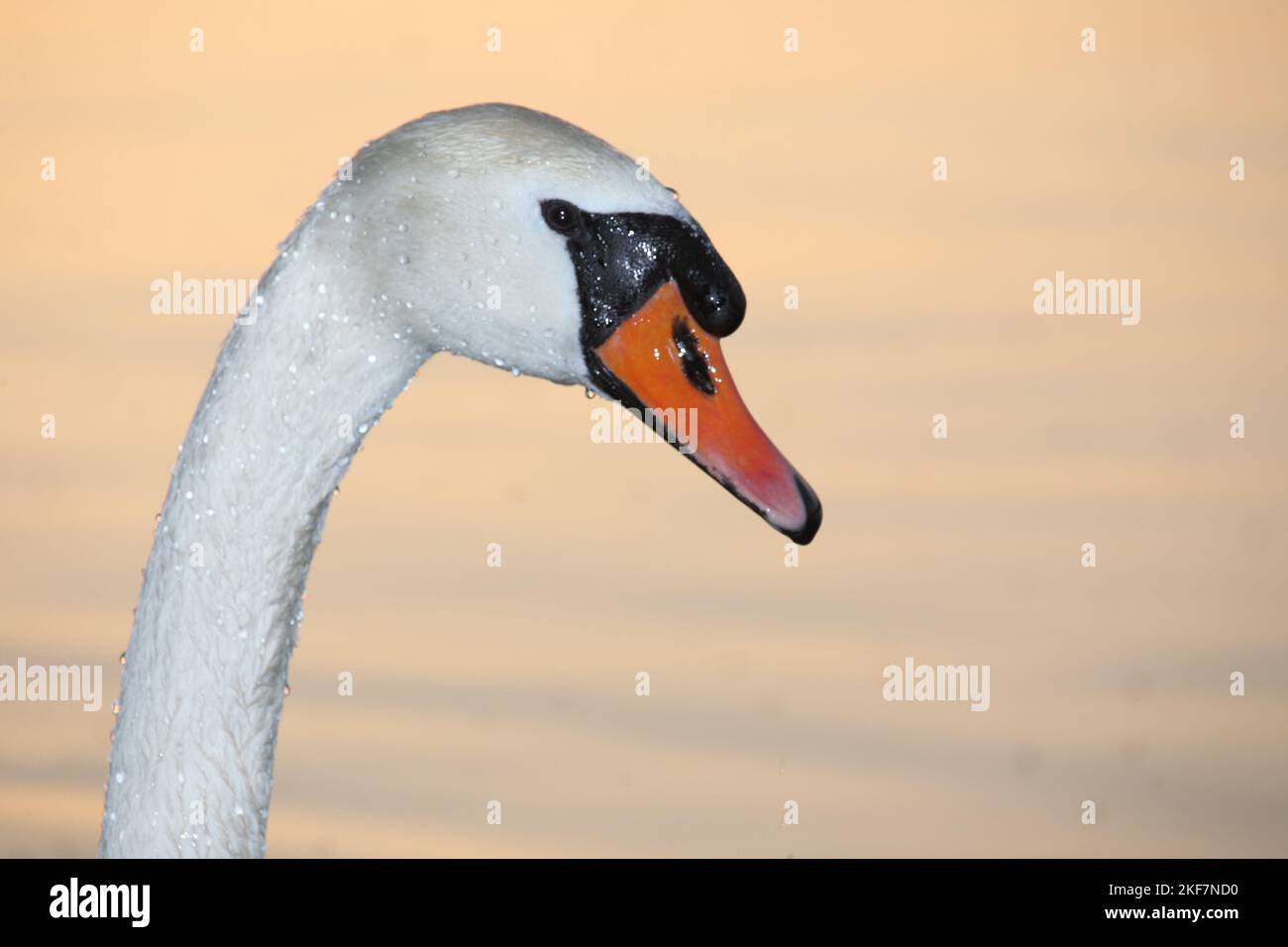 Höckerschwan / Mute swan / Cygnus olor Stock Photo - Alamy