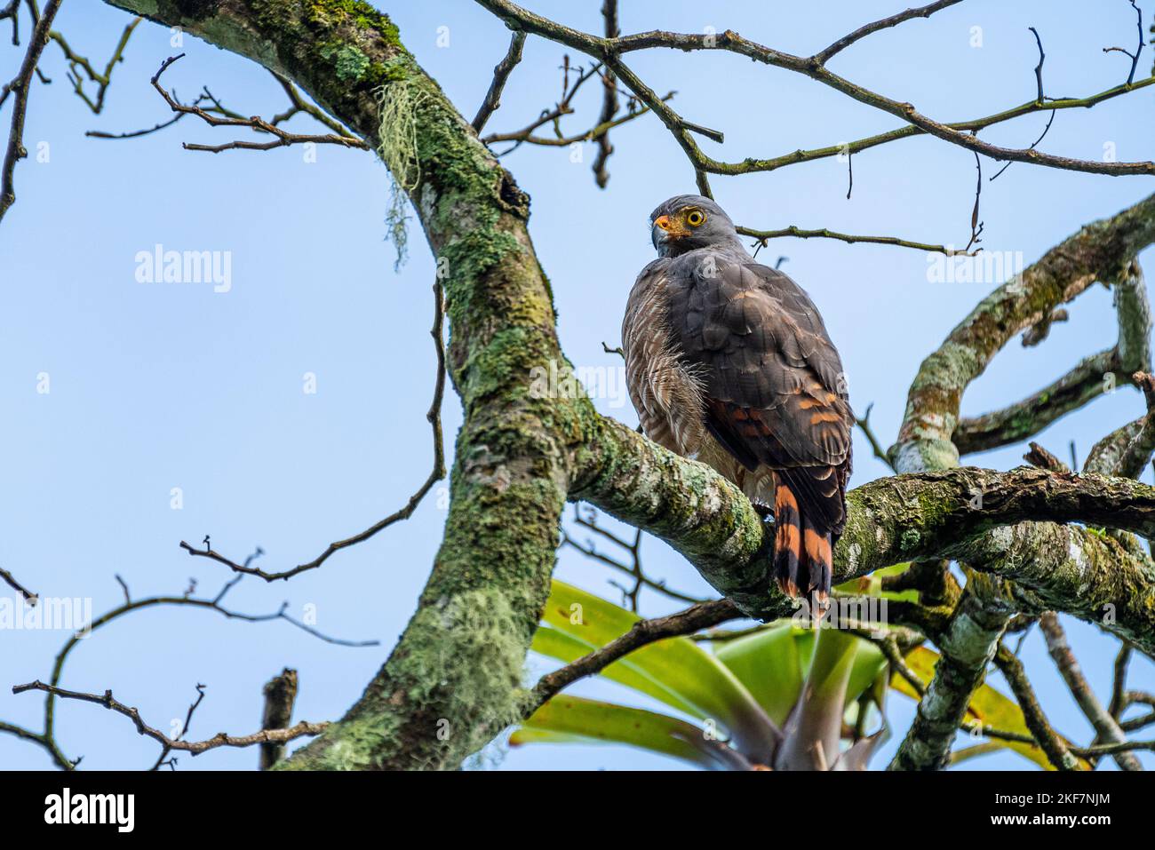 Road side hawk a raptor looking for his prey Stock Photo - Alamy