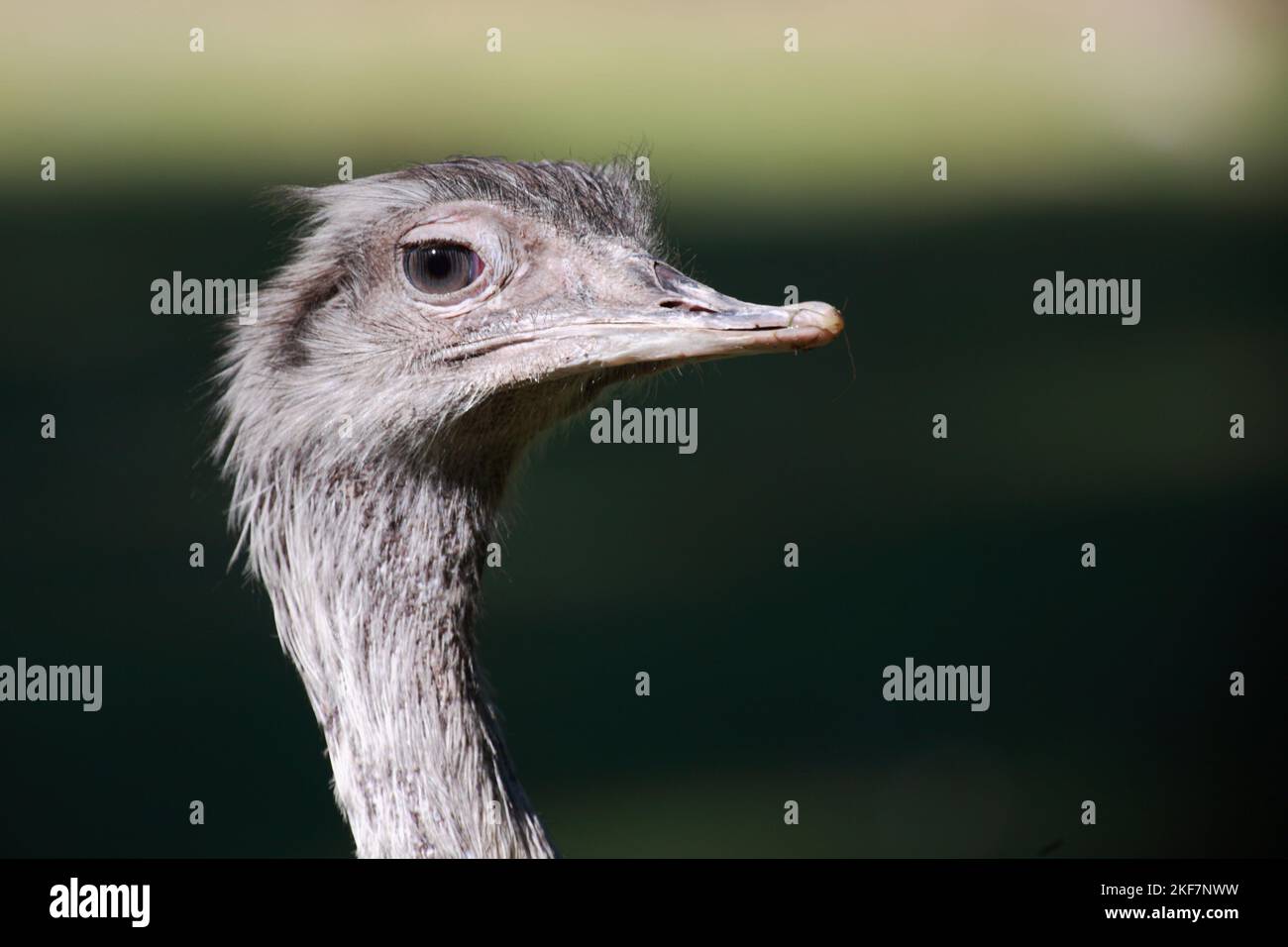 Großer Nandu / Greater rhea / Rhea americana Stock Photo - Alamy