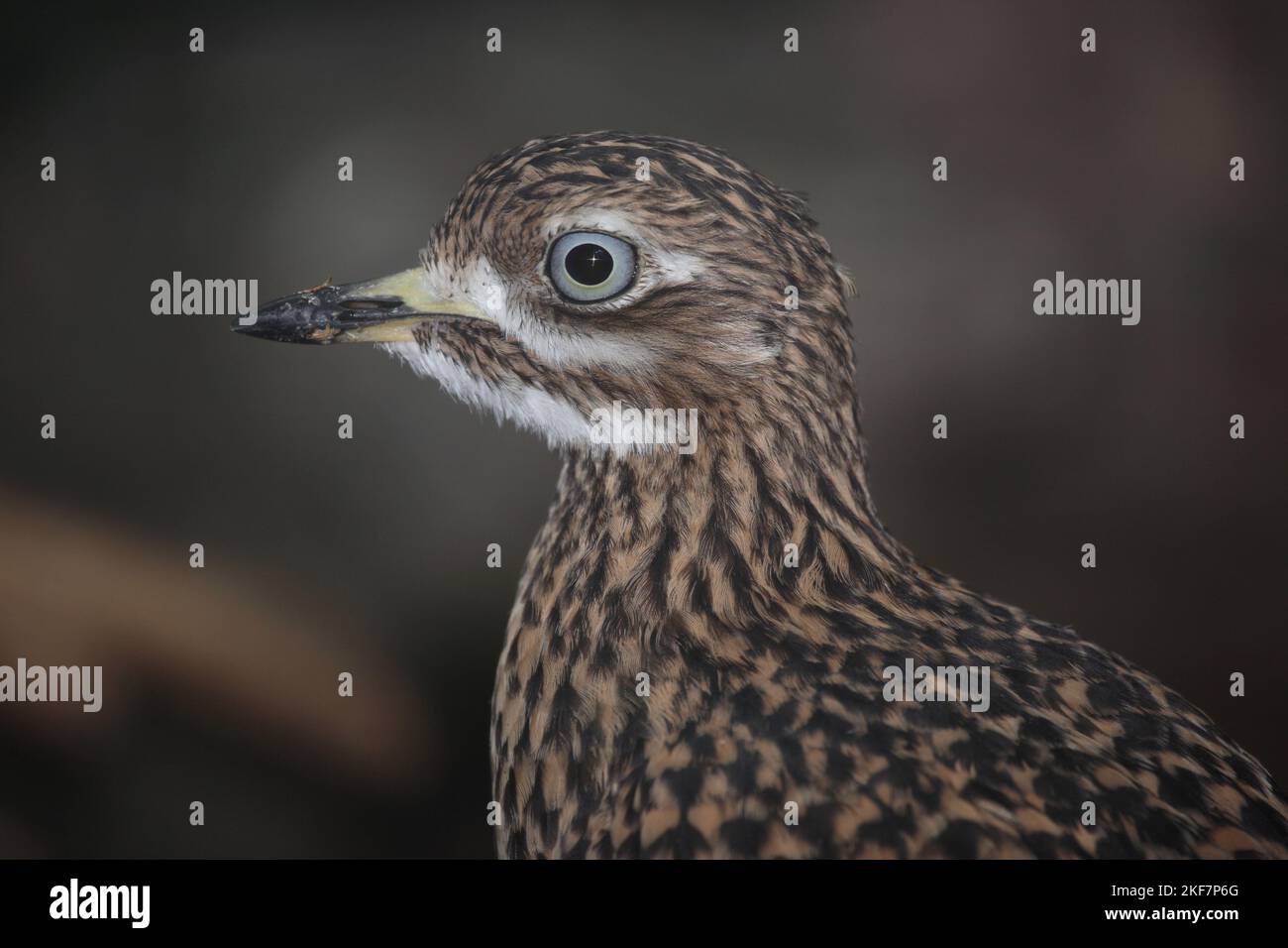 Kaptriel / Spotted thick-knee / Burhinus capensis Stock Photo - Alamy