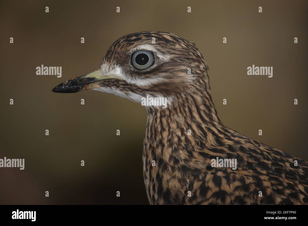 Kaptriel / Spotted thick-knee / Burhinus capensis Stock Photo - Alamy