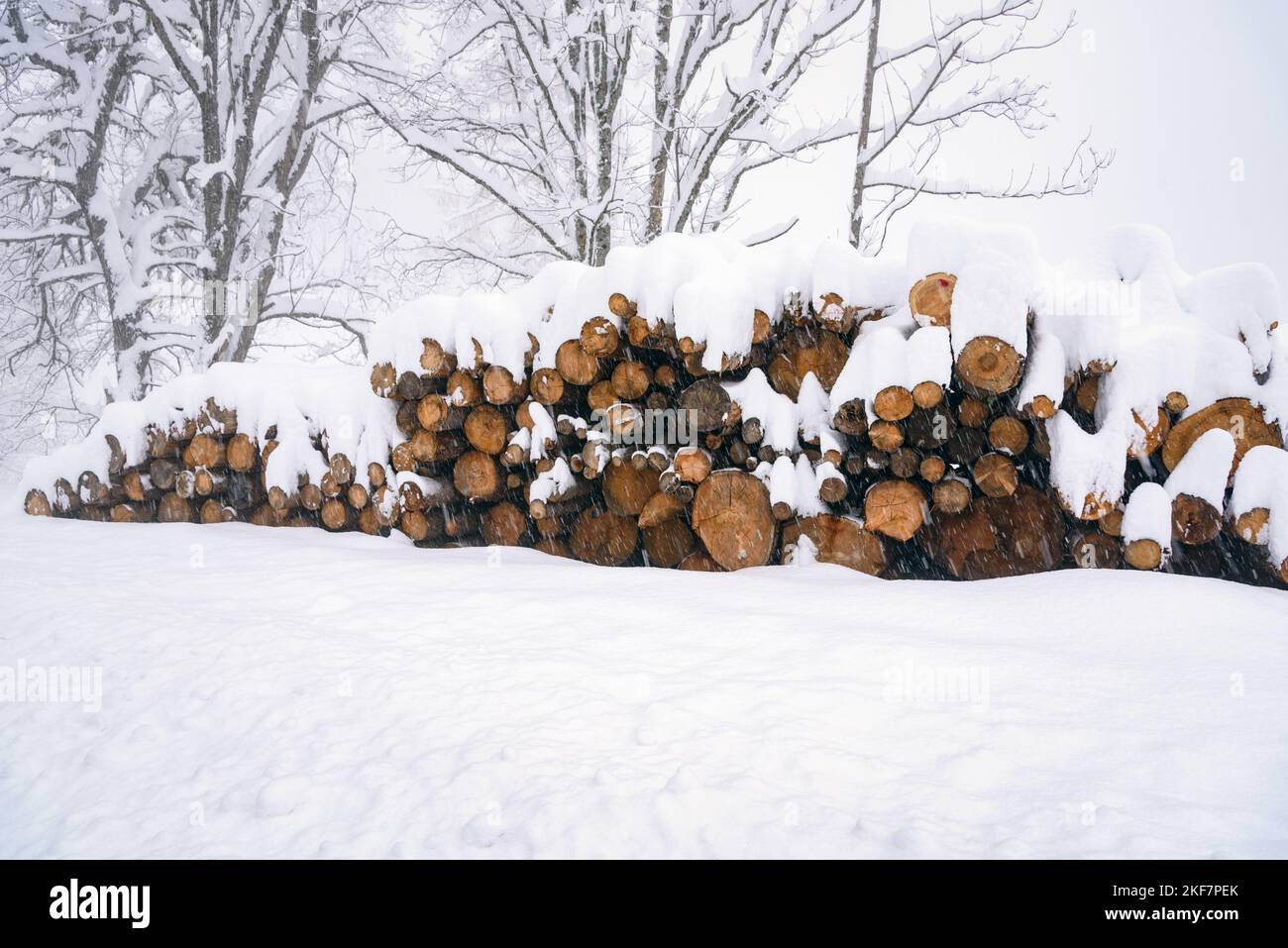 Stack of logs covered in snow in the mountains during heavy snowfall ...