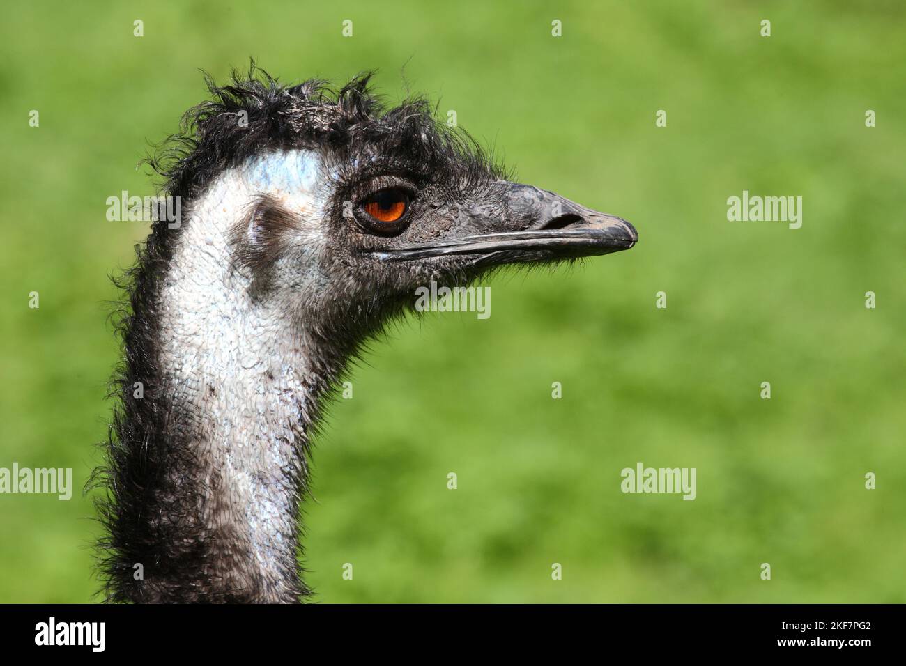 Grosse emus hi-res stock photography and images - Alamy
