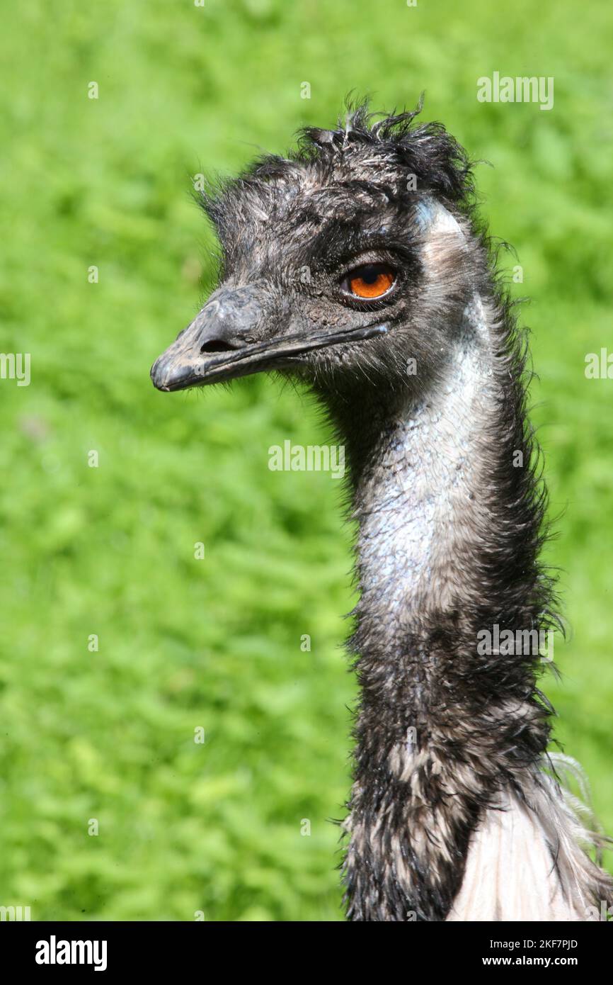 Grosser emu hi-res stock photography and images - Alamy