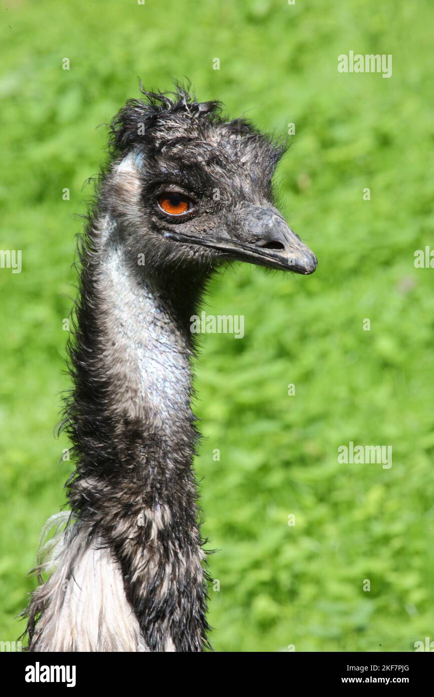 Großer Emu / Emu / Dromaius noveabollandiae Stock Photo - Alamy
