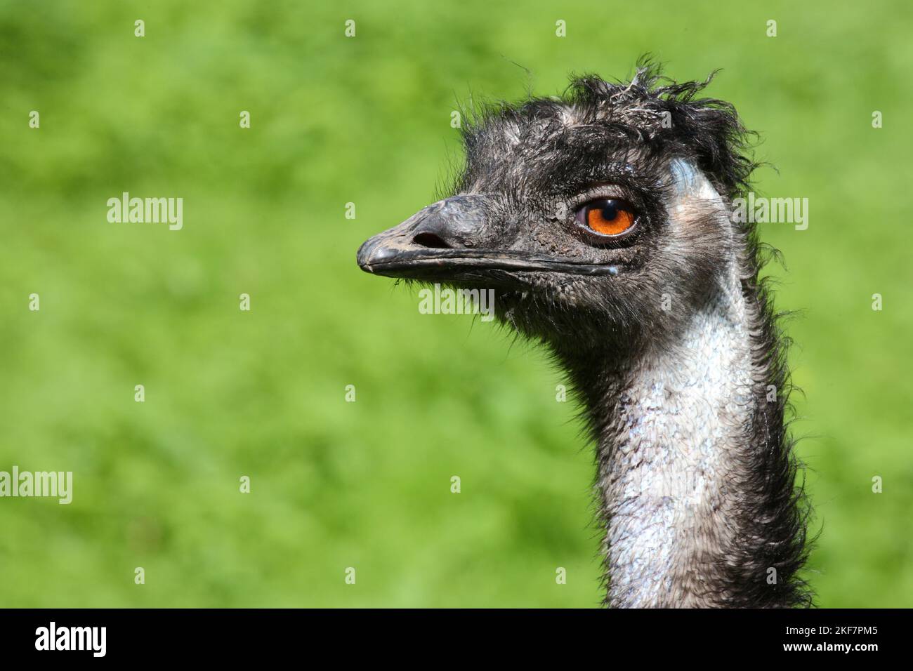 Grosser emu hi-res stock photography and images - Alamy