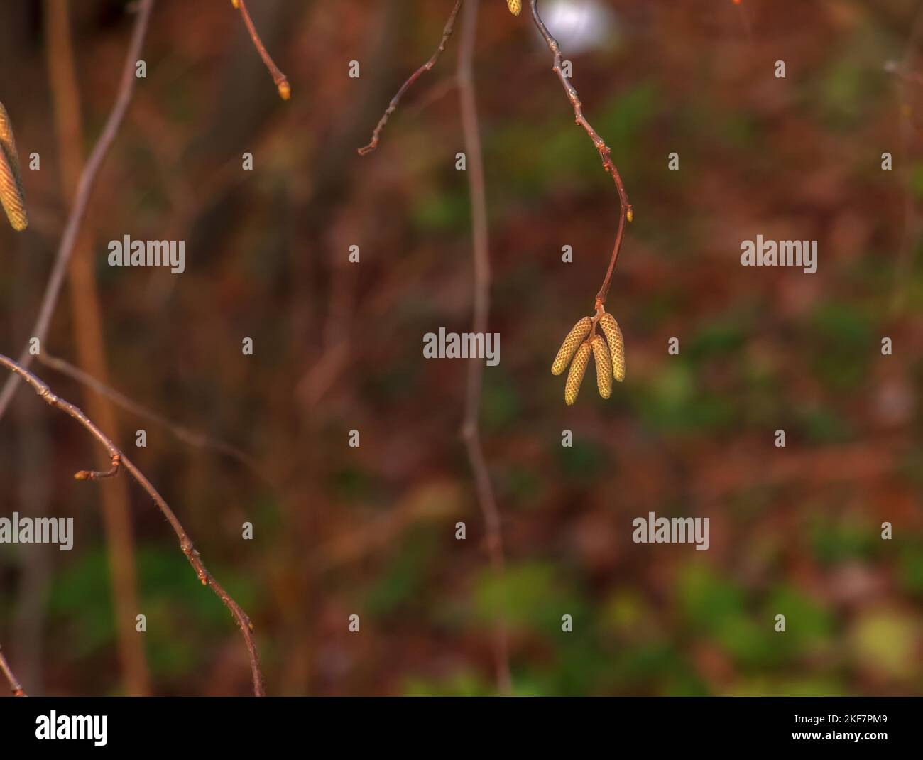 Witch hazel autumn foliage hamamelis hi-res stock photography and ...