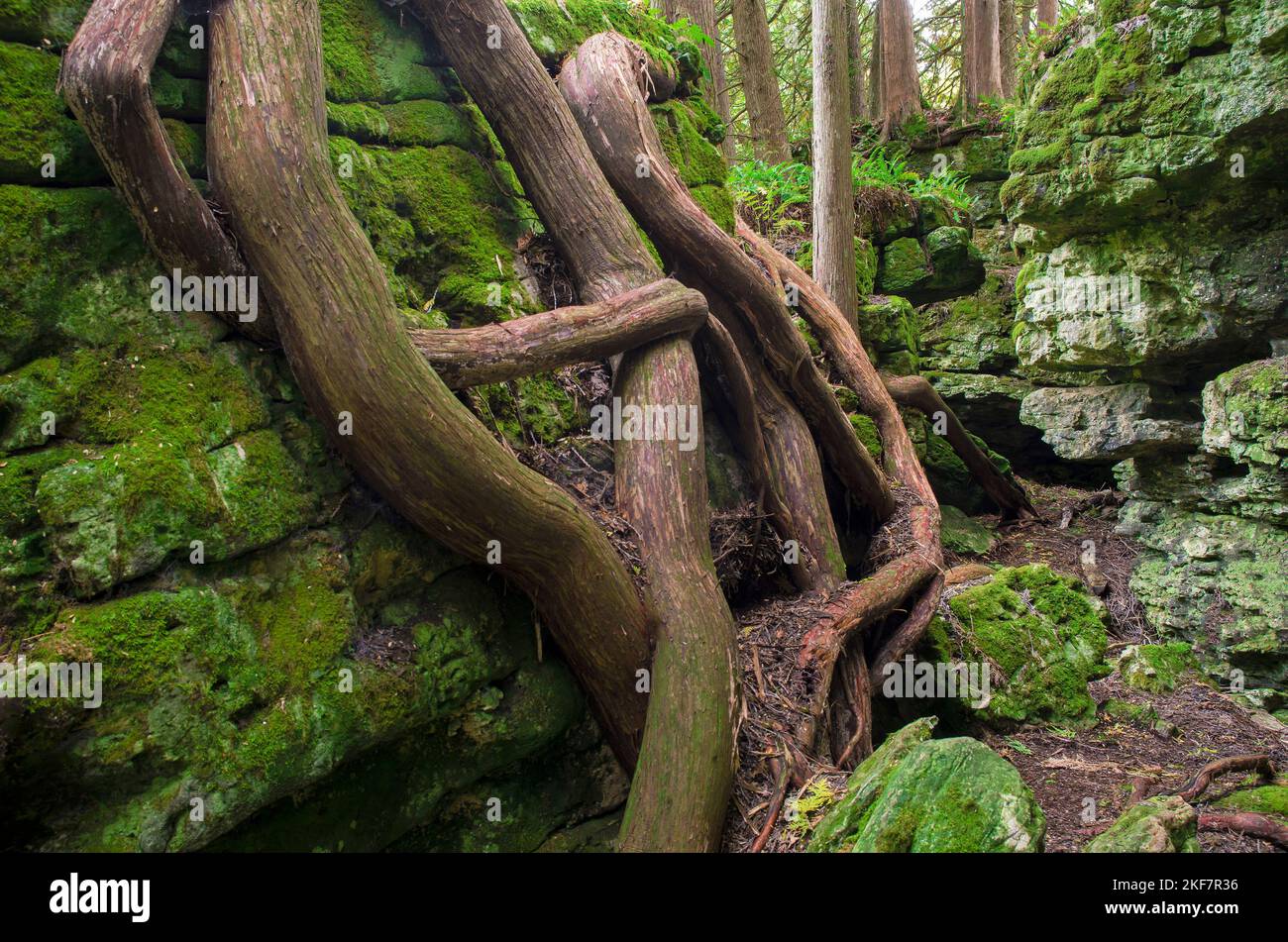 Cedar tree roots grow along the outside of rock outcroppings that are ...