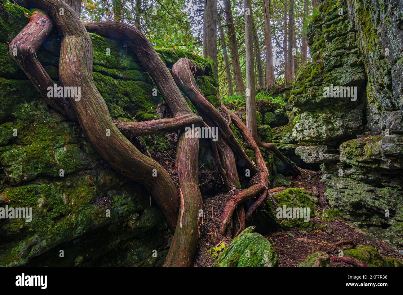 Cedar roots wind around the cliff face at Walt's Woods Landtrust ...