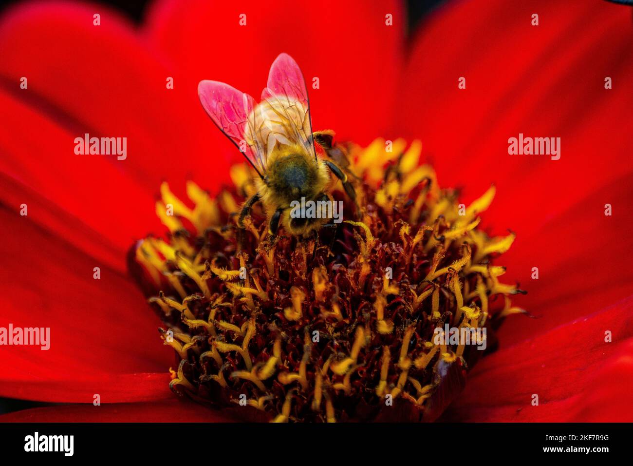 A horizontal image of a bee sitting on a bright pink Cosmos flower ...