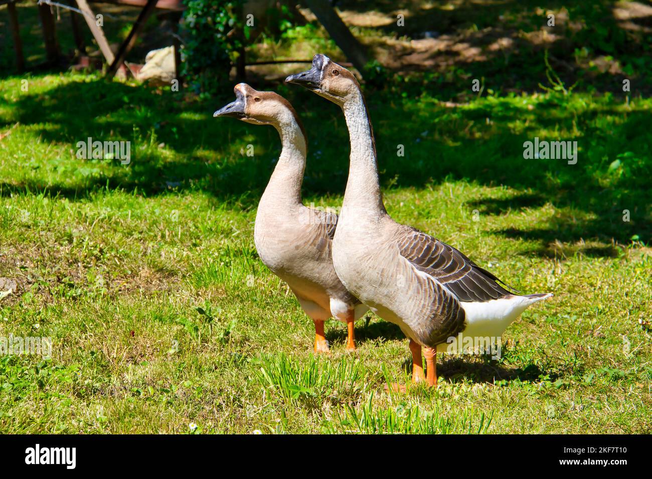 Chinese goose in garden Stock Photo - Alamy