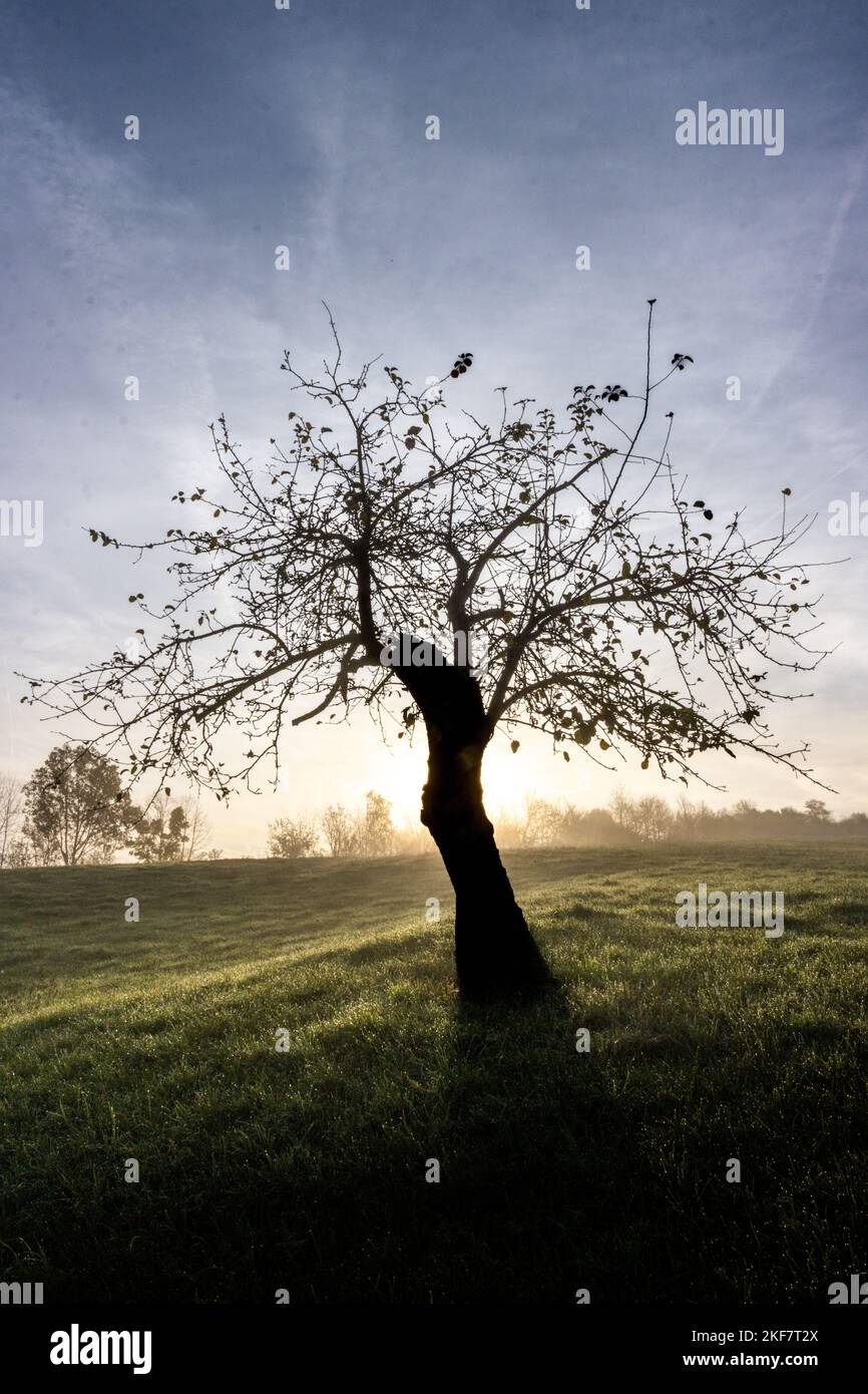 Rising sun behind an old cherry tree Stock Photo - Alamy