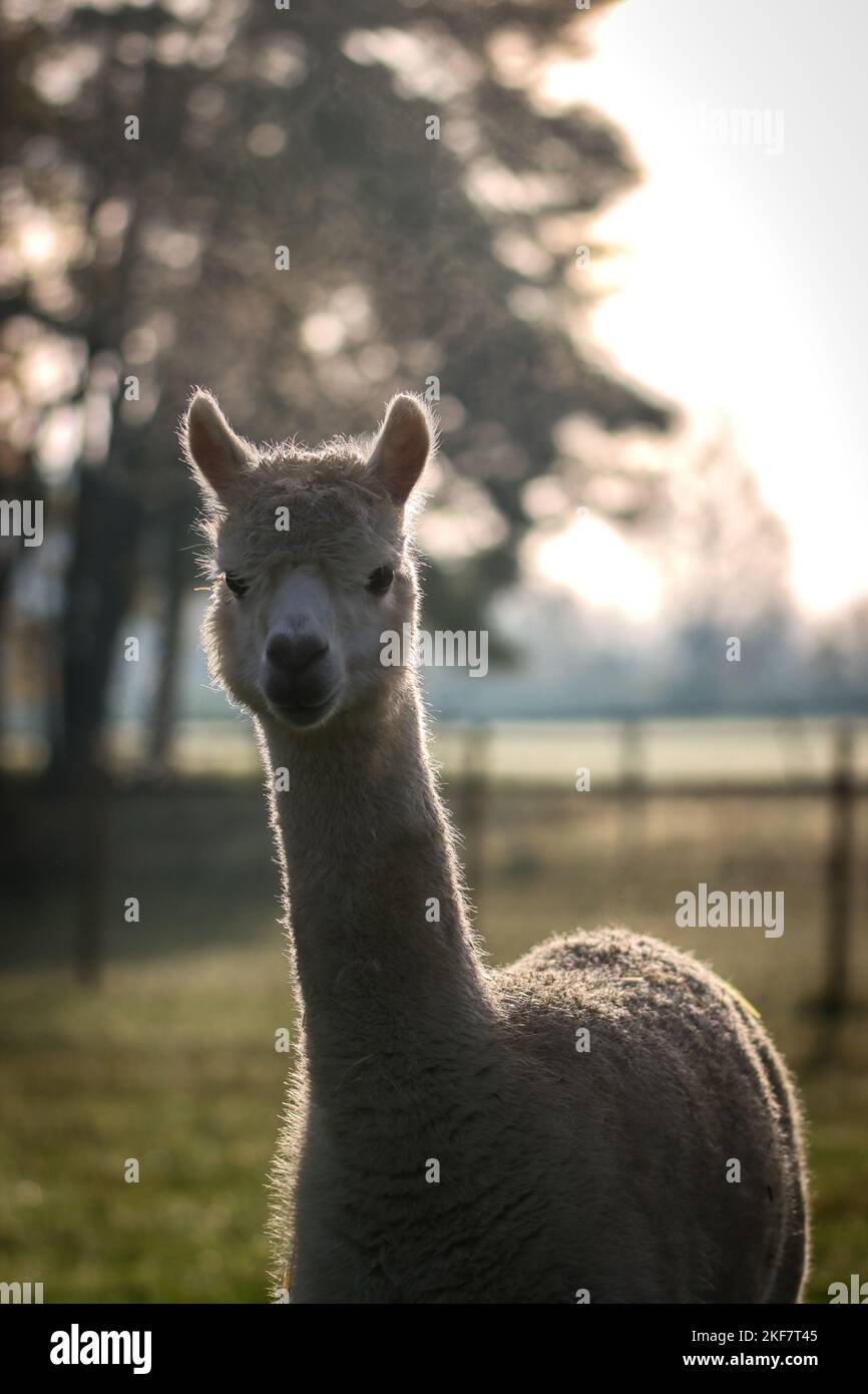 Full of atmosphere hi-res stock photography and images - Alamy